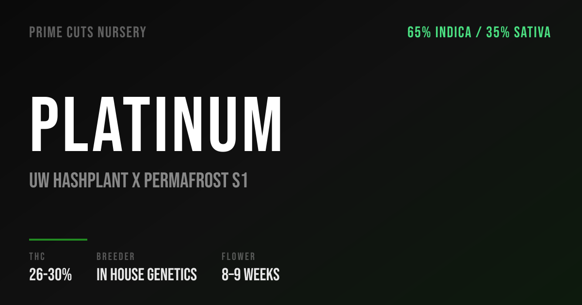 Platinum Strain – Grow Guide & Genetics | Prime Cuts Nursery